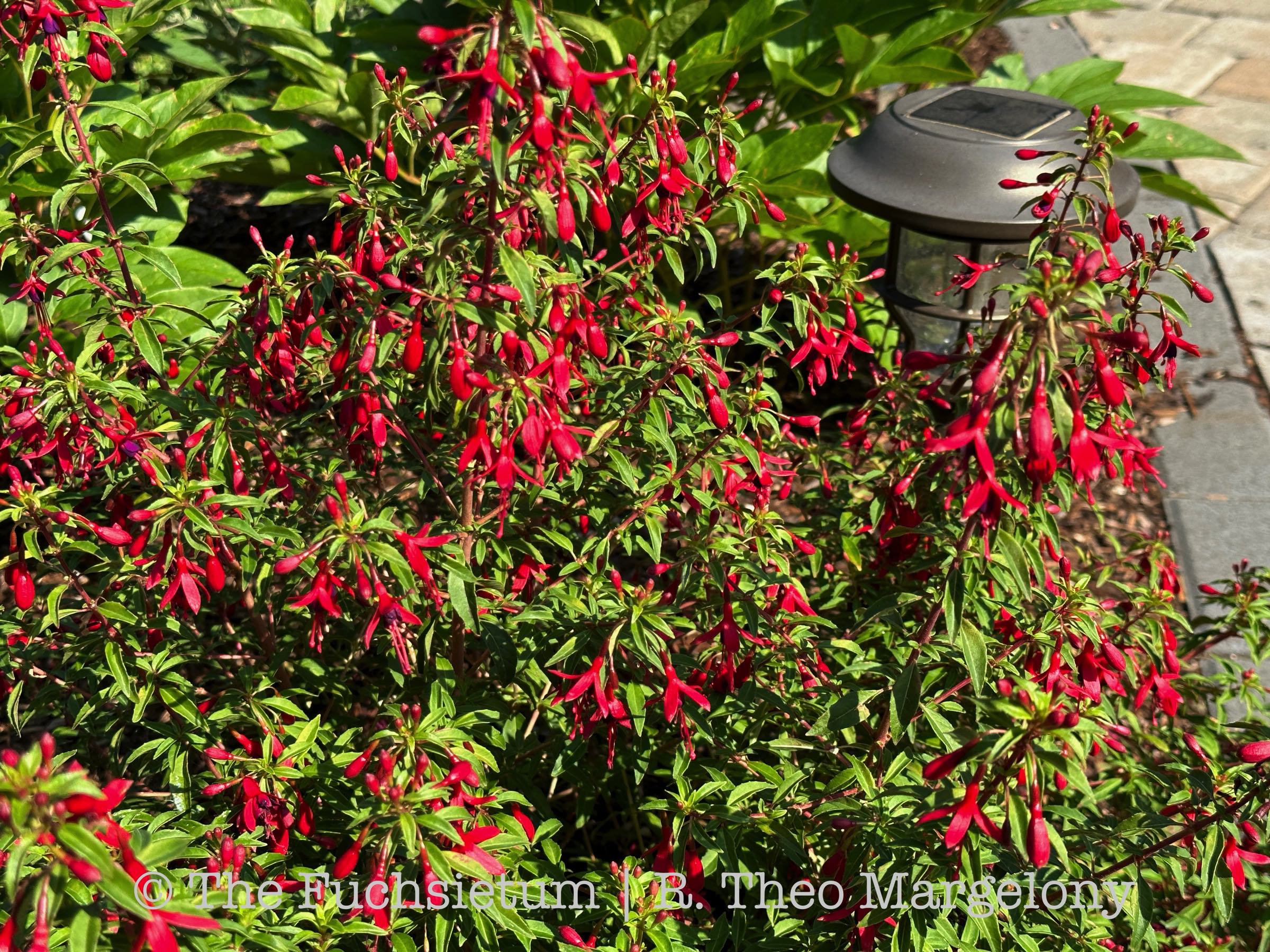 Meet the Fuchsias!